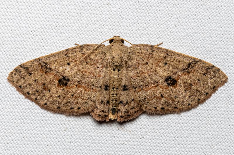 Anydrelia distorta | Moths