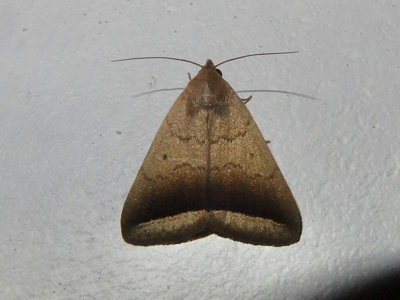 Simplicia bimarginata | Moths