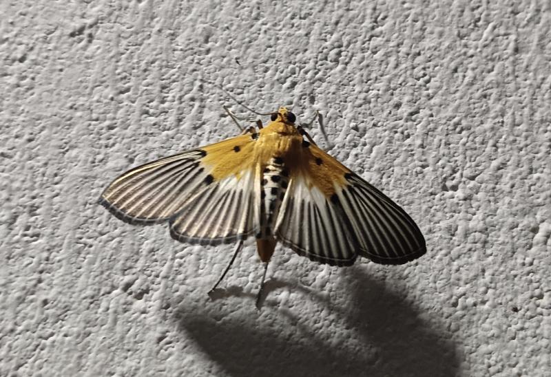 Nevrina procopia | Moths