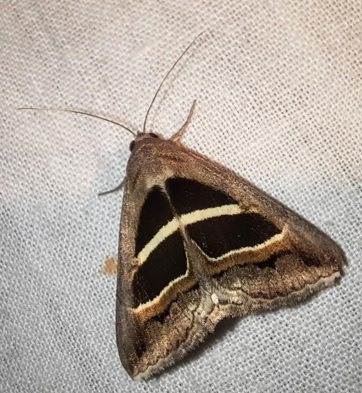 Grammodes geometrica | Moths