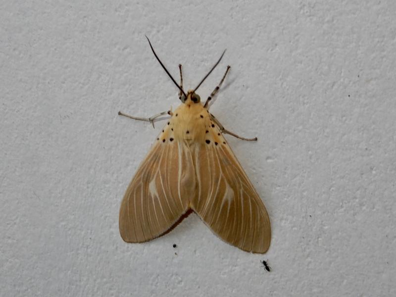 Asota producta | Moths