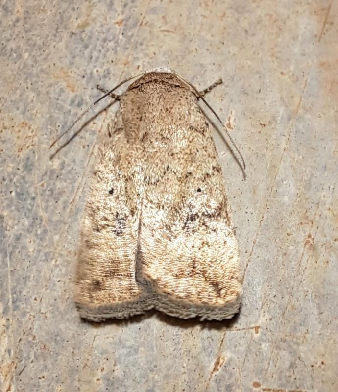 Noctuinae-genera spp. | Moths