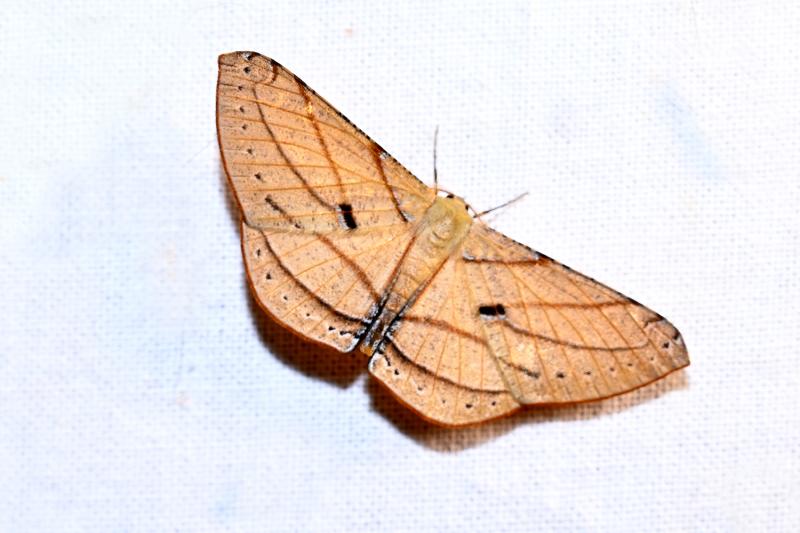 Dalima patularia | Moths