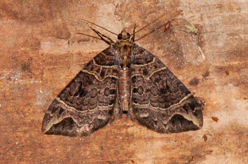 Ecliptopera zophera | Moths
