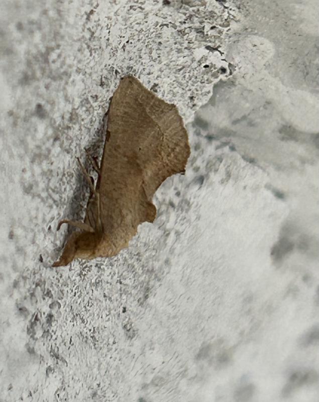 Calyptra spp. | Moths