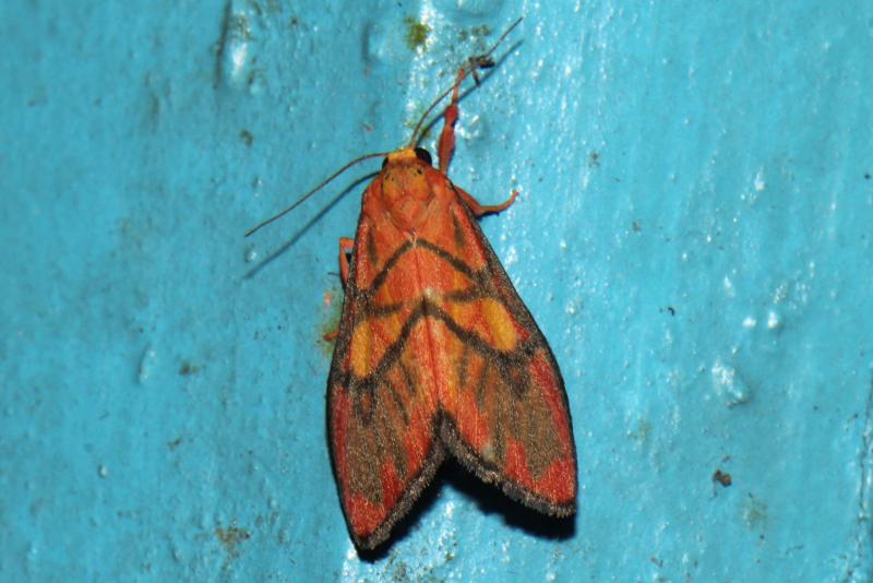 Callidarsine callida | Moths