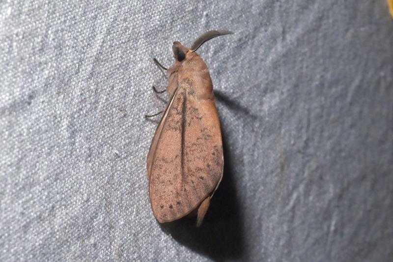 Kunugia lineata | Moths