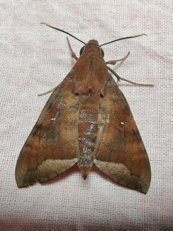 Nephele hespera | Moths