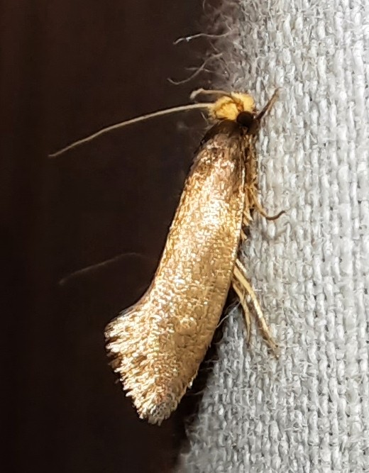 Edosa spp. | Moths