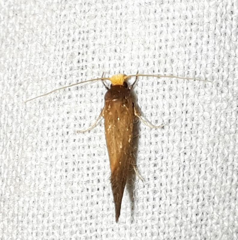 Edosa spp. | Moths