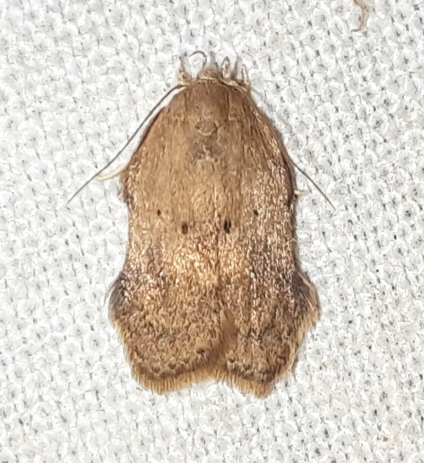 Acria spp. | Moths
