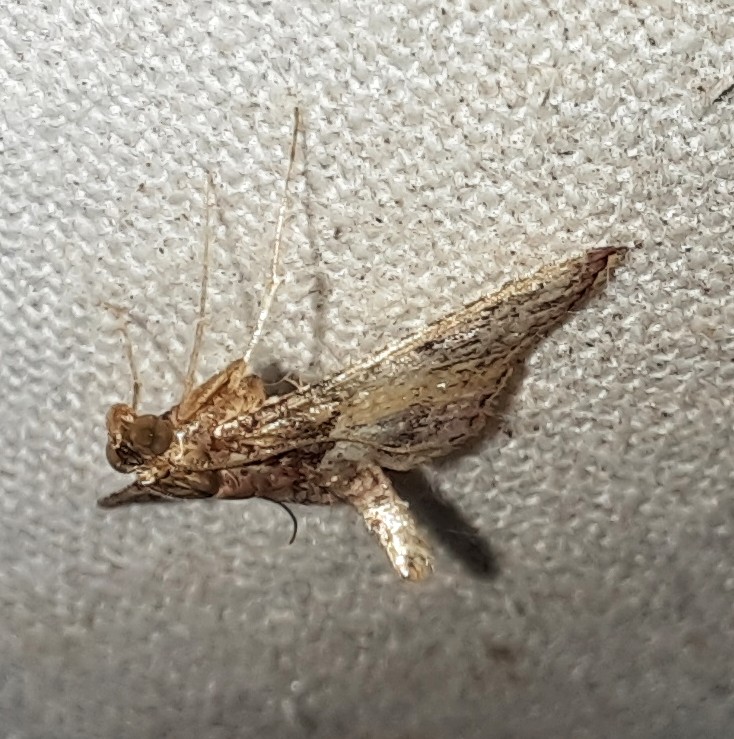 Endotricha spp. | Moths