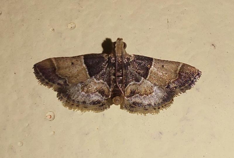 Pyralis pictalis | Moths