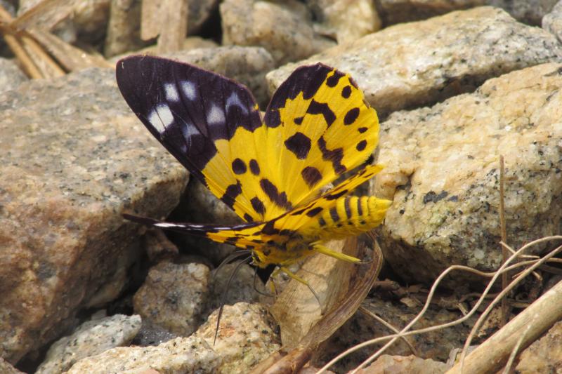 Dysphania militaris | Moths
