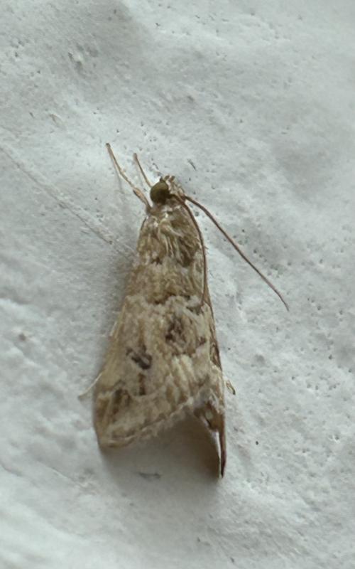 Hellula undalis | Moths