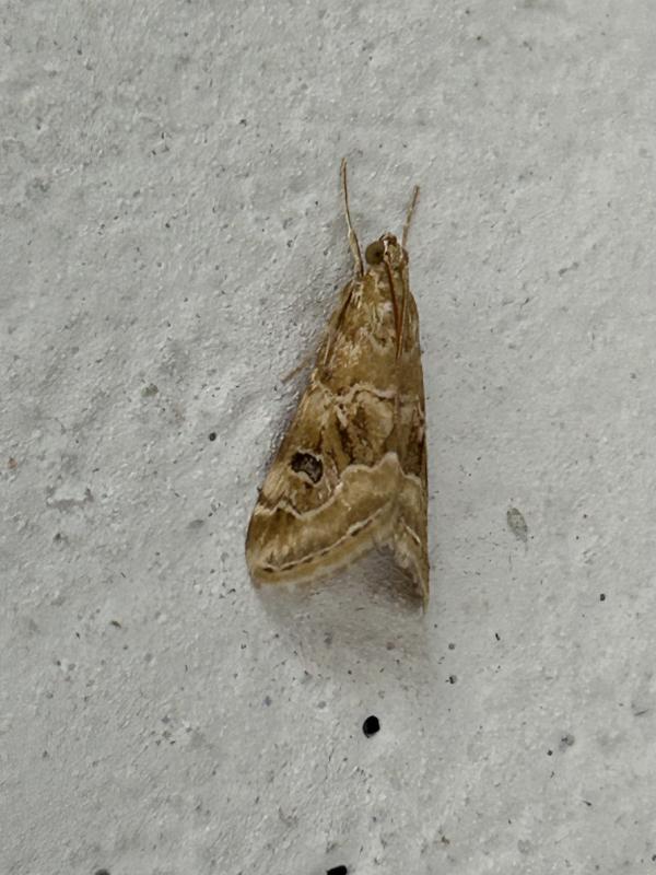 Hellula undalis | Moths