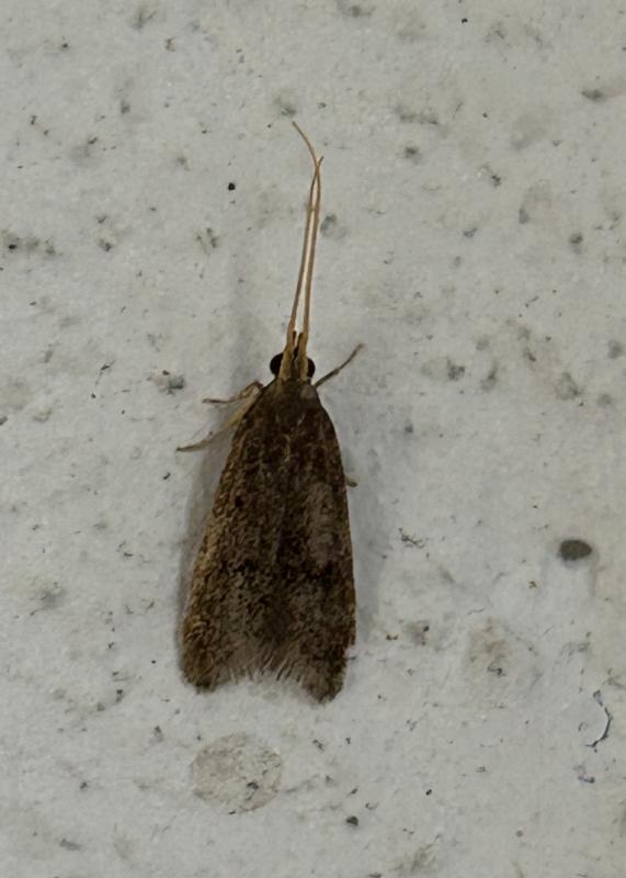 Lecithoceridae-genera spp. | Moths