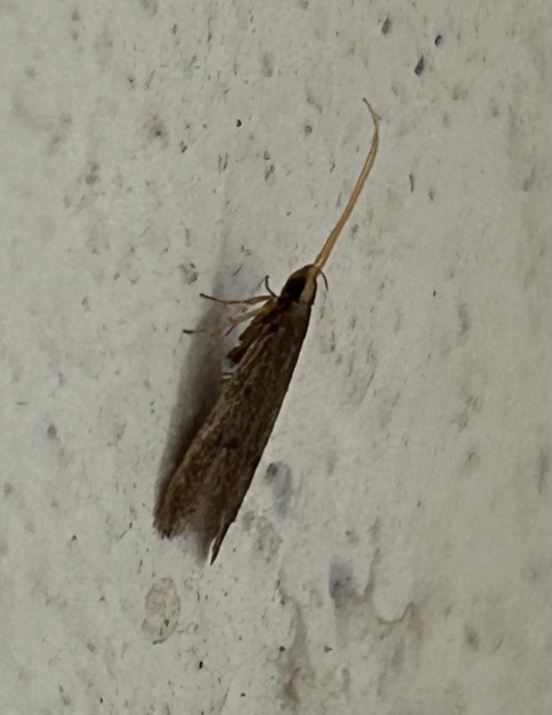 Lecithoceridae-genera spp. | Moths