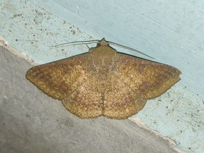 Ericeia spp. | Moths
