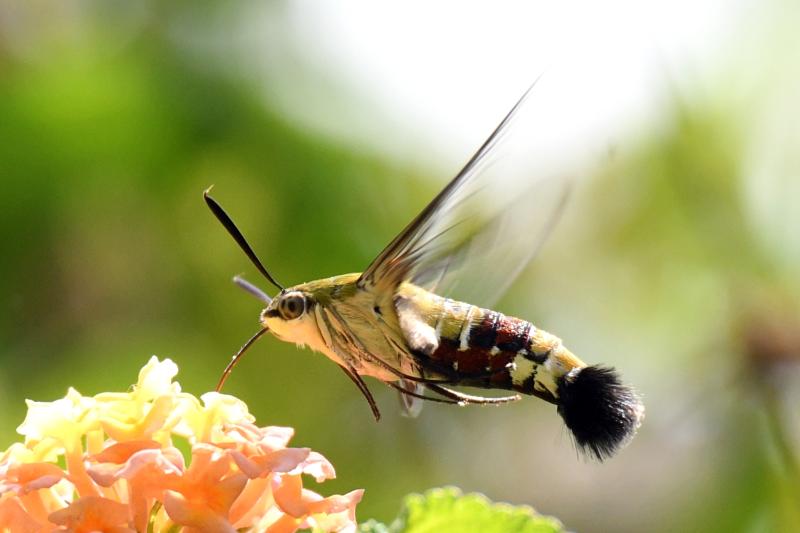 Cephonodes hylas | Moths