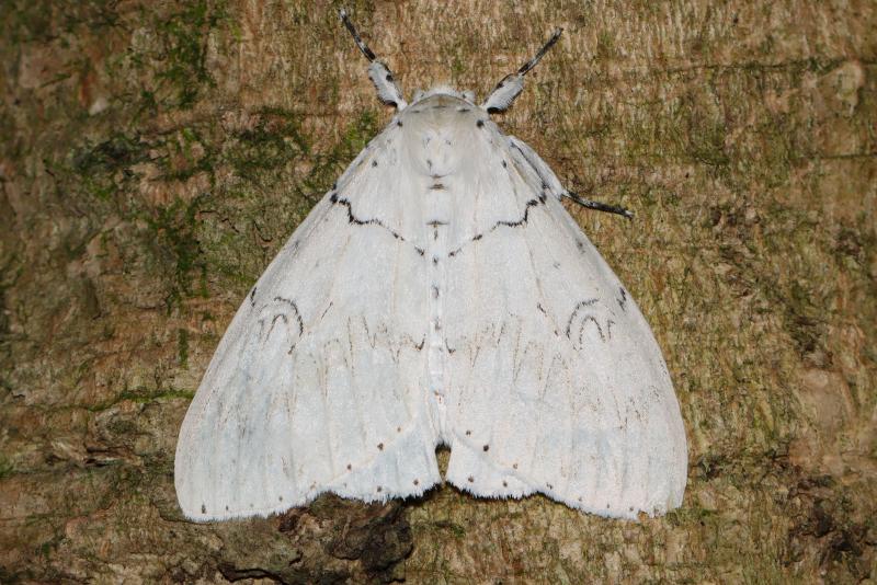 Psilochira lineata | Moths