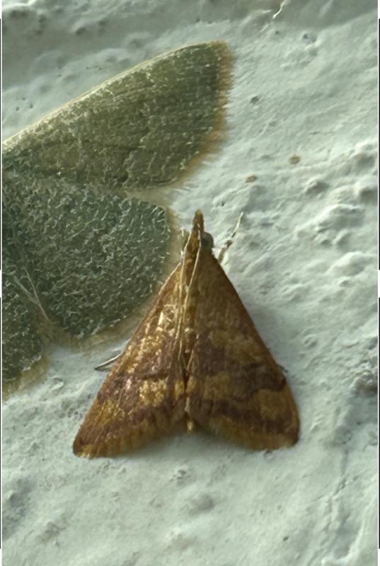 Pyrausta phoenicealis | Moths