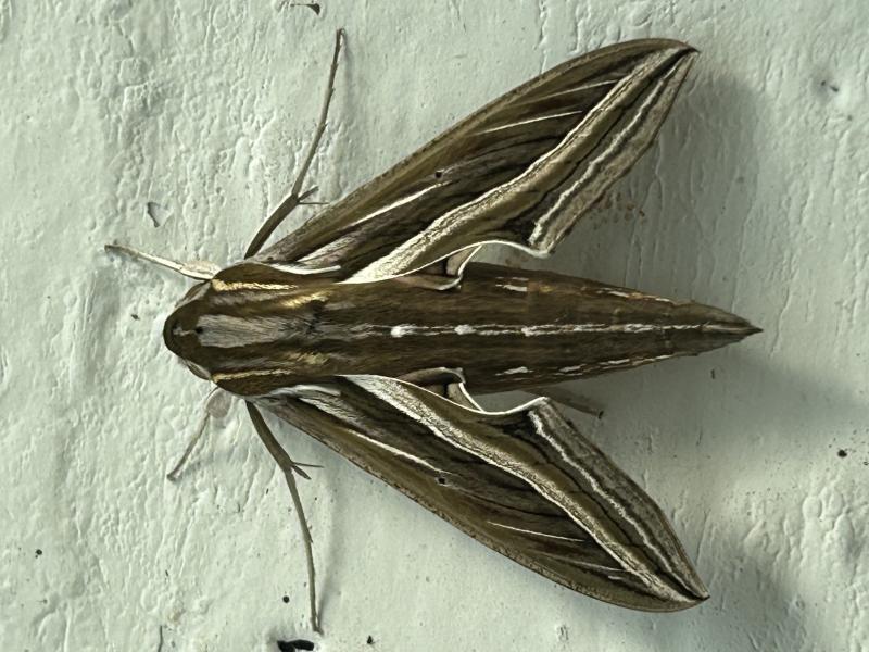 Hippotion celerio | Moths