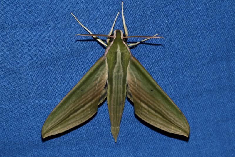 Cechetra lineosa | Moths