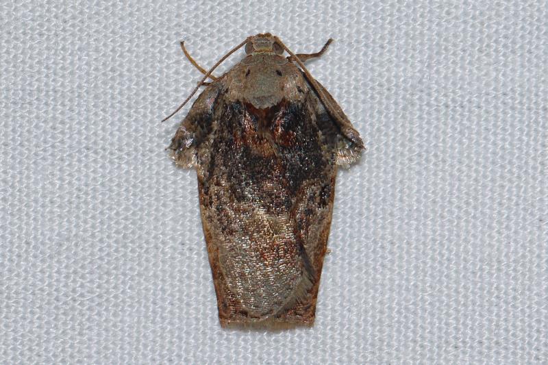 Homona spp. | Moths