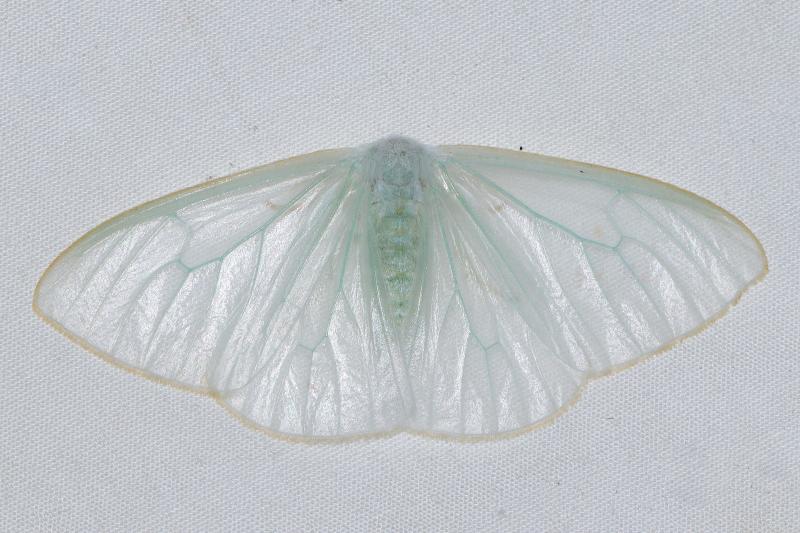 Arctornis spp. | Moths