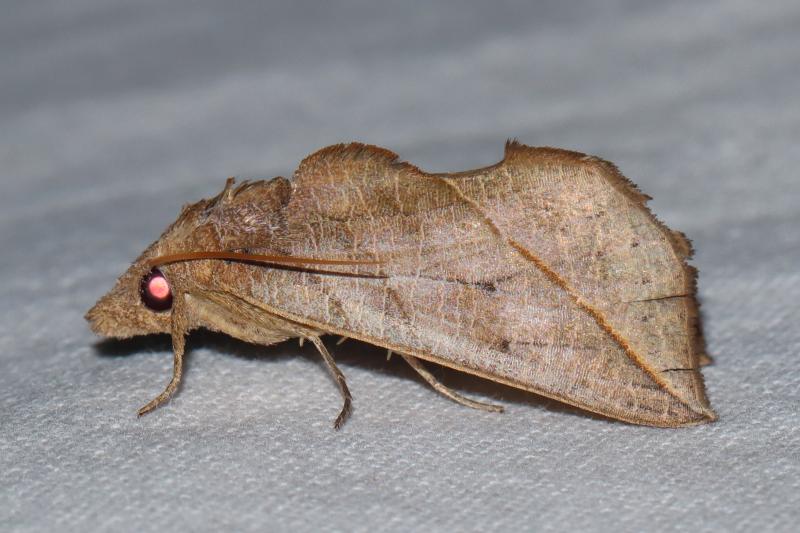 Calyptra spp. | Moths