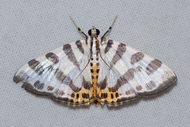 Pycnarmon abraxalis | Moths