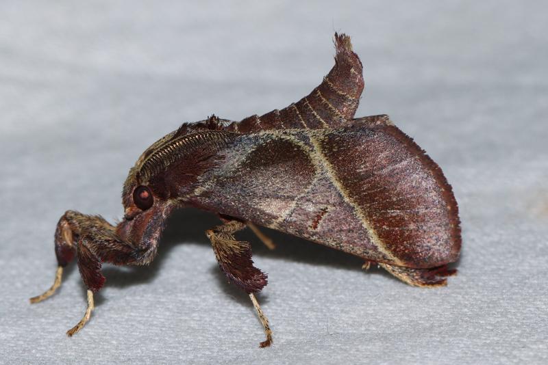 Sacada spp. | Moths