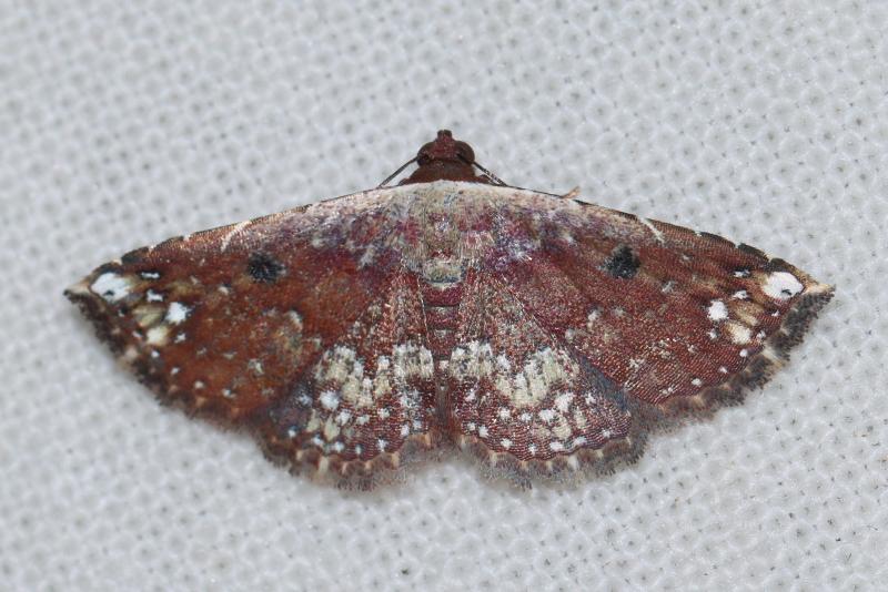 Zurobata intractata | Moths