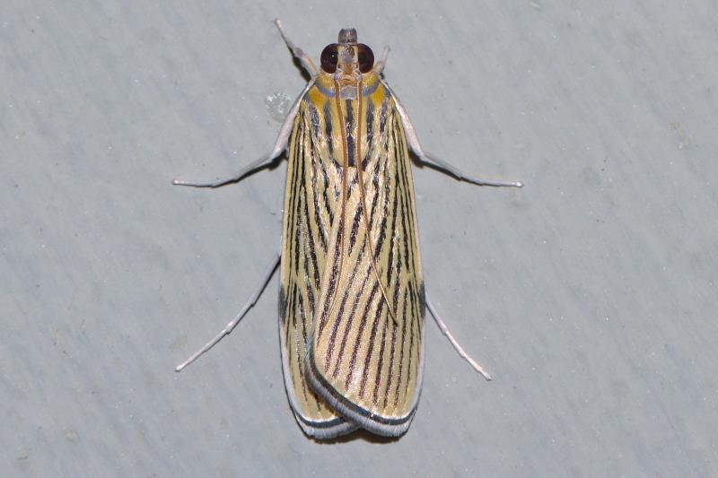 Tyspanodes linealis | Moths