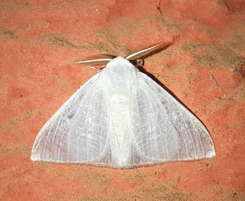 Arctornis spp. | Moths