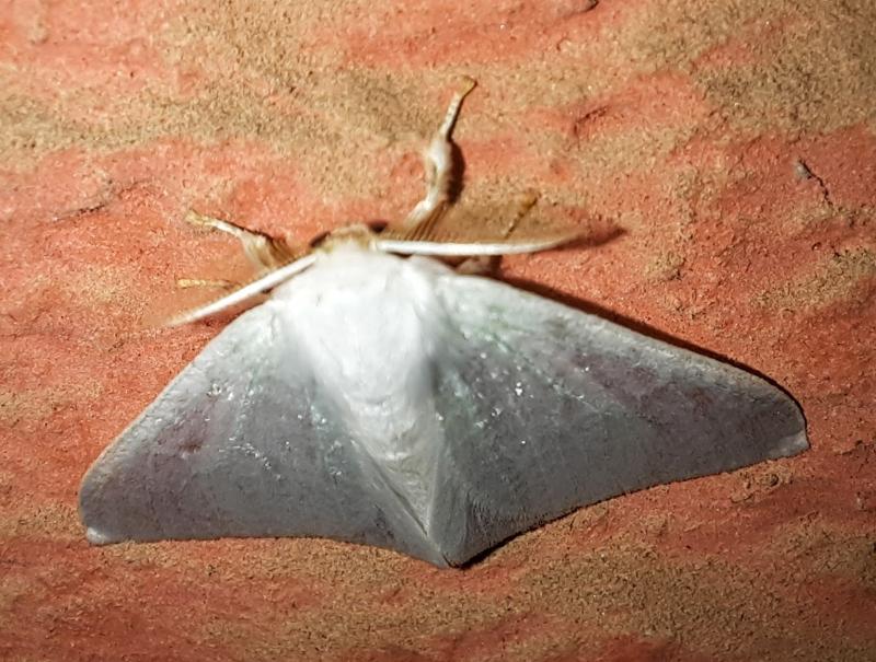 Arctornis spp. | Moths