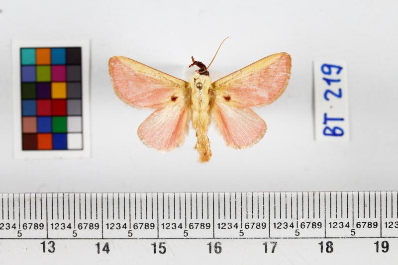 Monema coralina | Moths