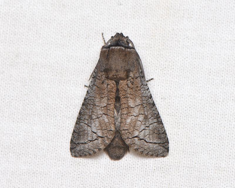 Cossidae-genera spp. | Moths