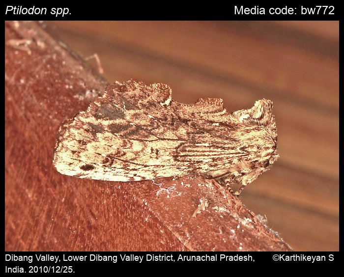 Ptilodon Spp H bner 1822 Moths