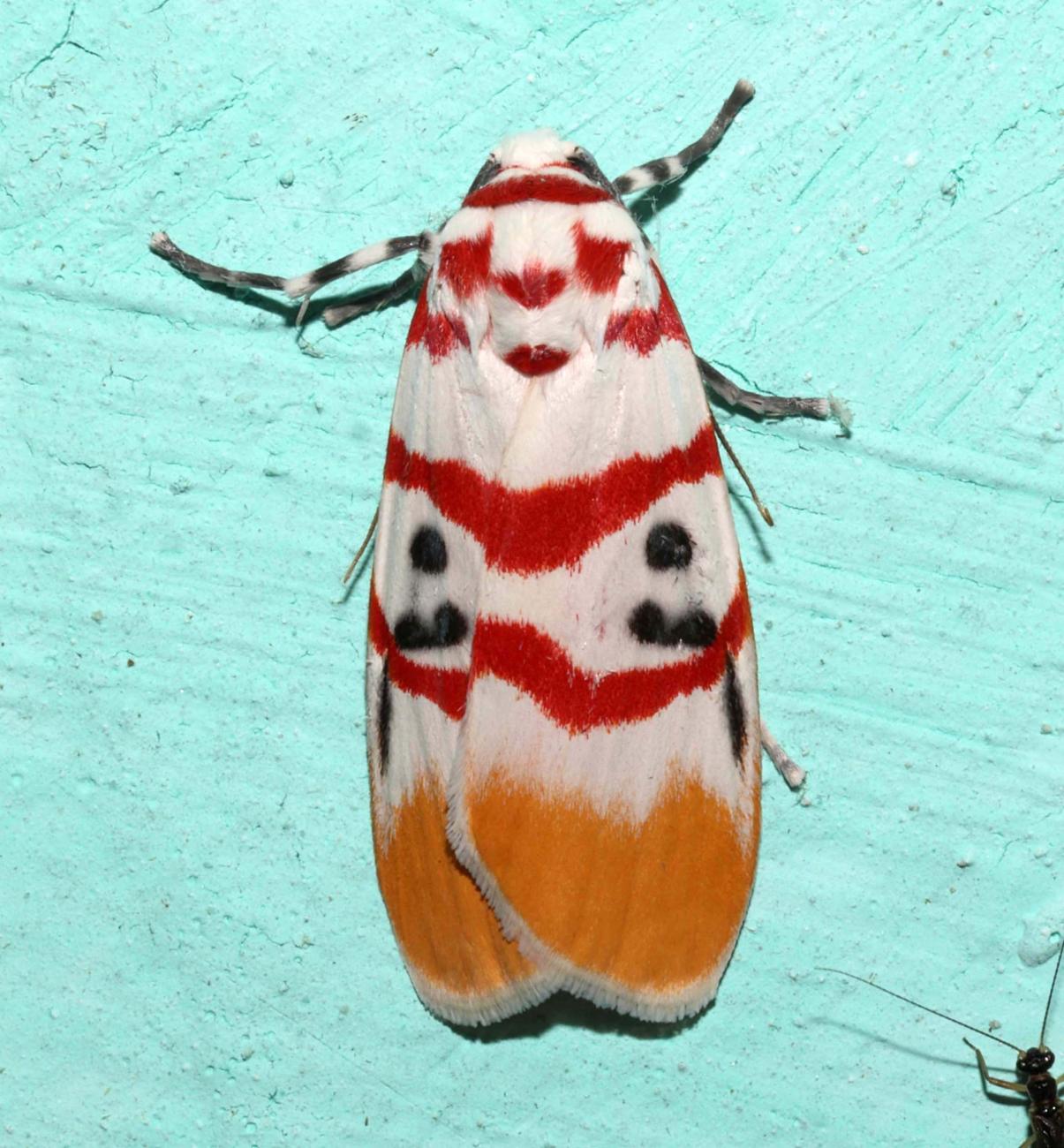 Welcome to the Moths of India website! | Moths