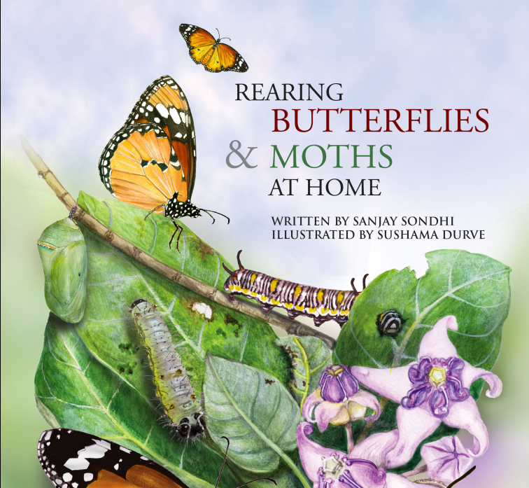 Welcome to the Moths of India website! | Moths